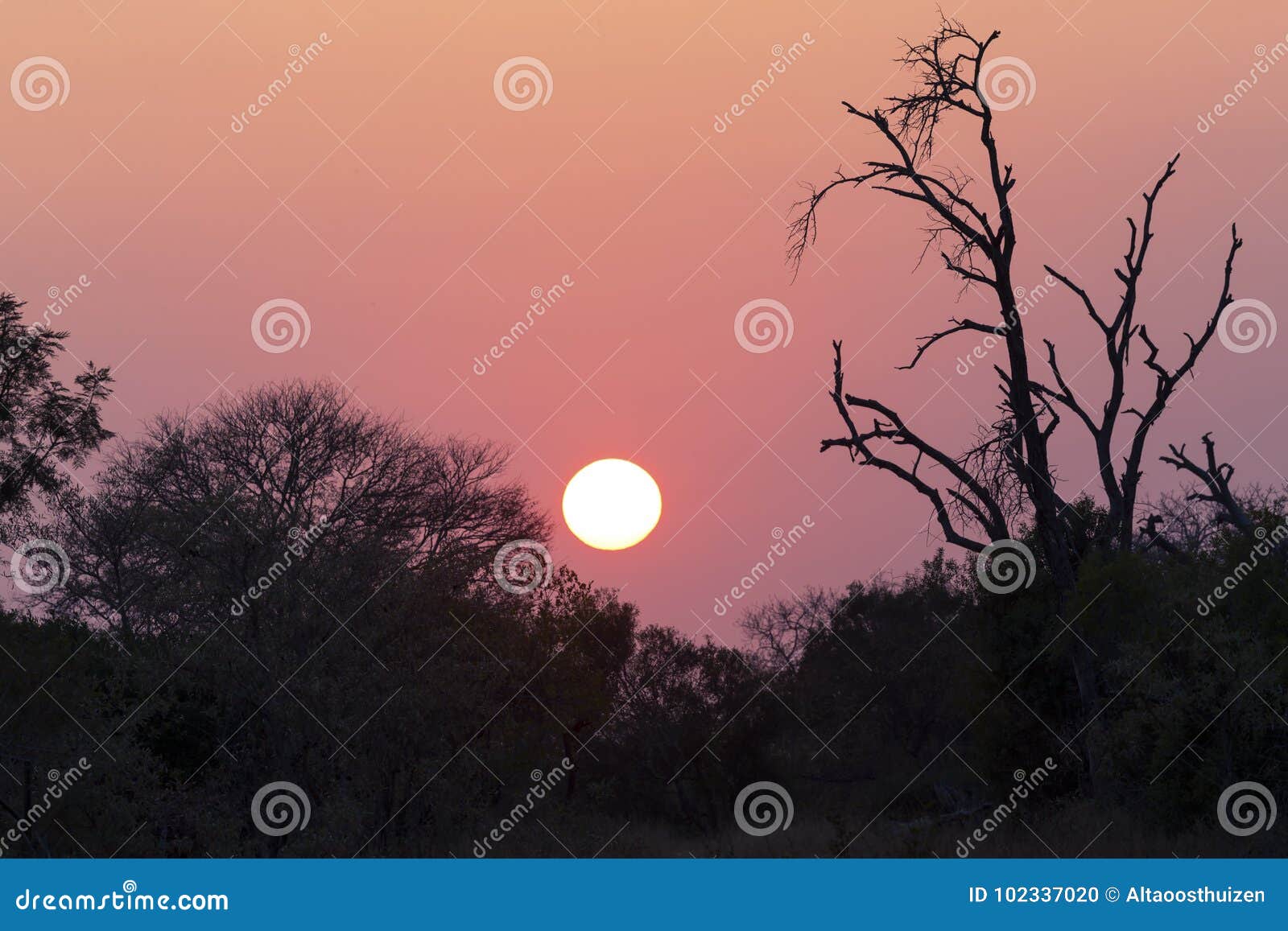 African Sunset with a Tree Silhouette and Large Orange Sun Stock Photo ...