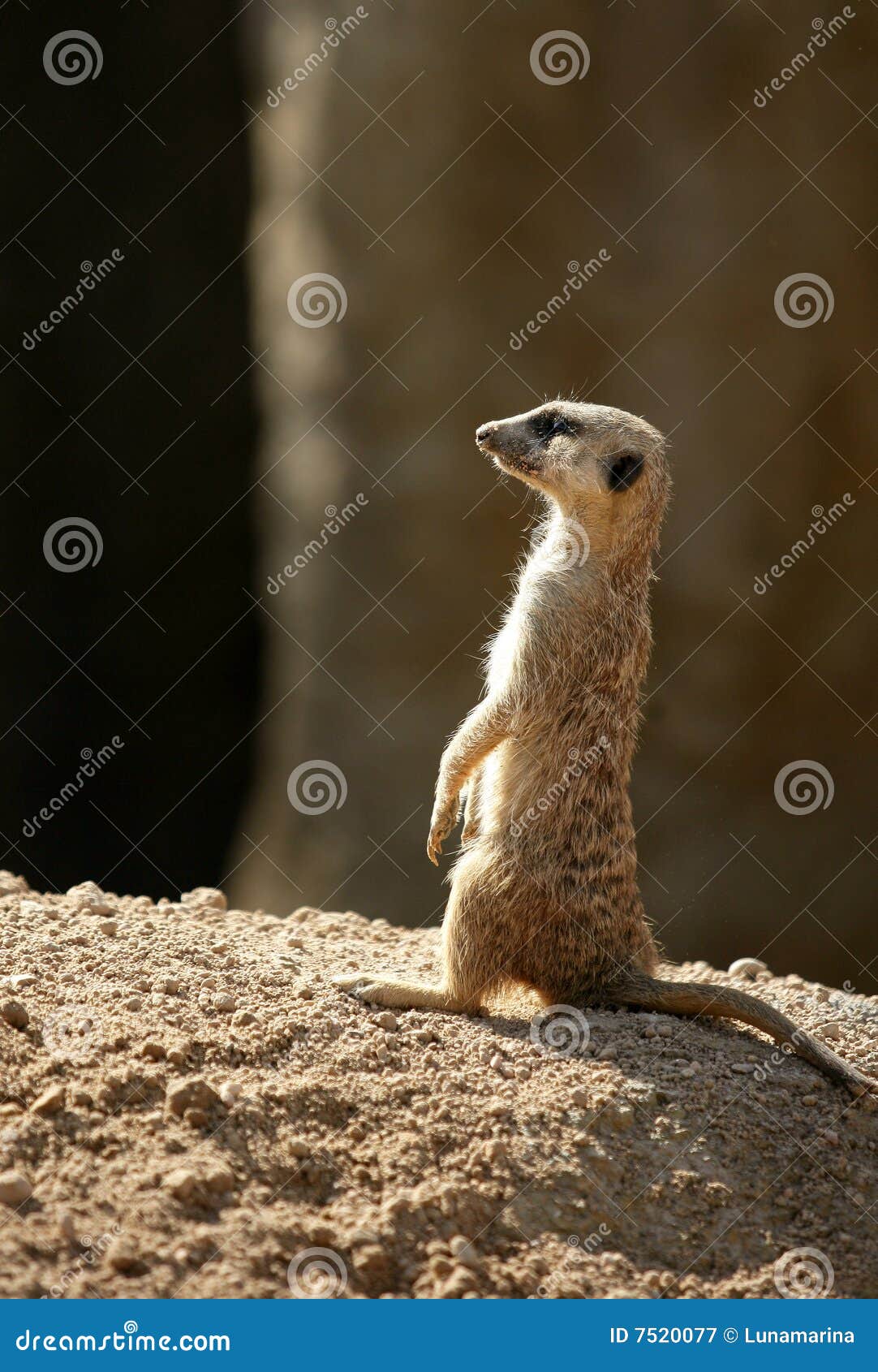 Suricatas - Funny Little Fluffy Animals Stock Image | CartoonDealer.com ...