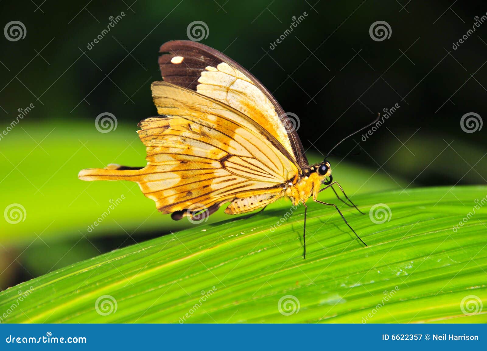 The african swallowtail stock image. Image of swallowtail - 6622357