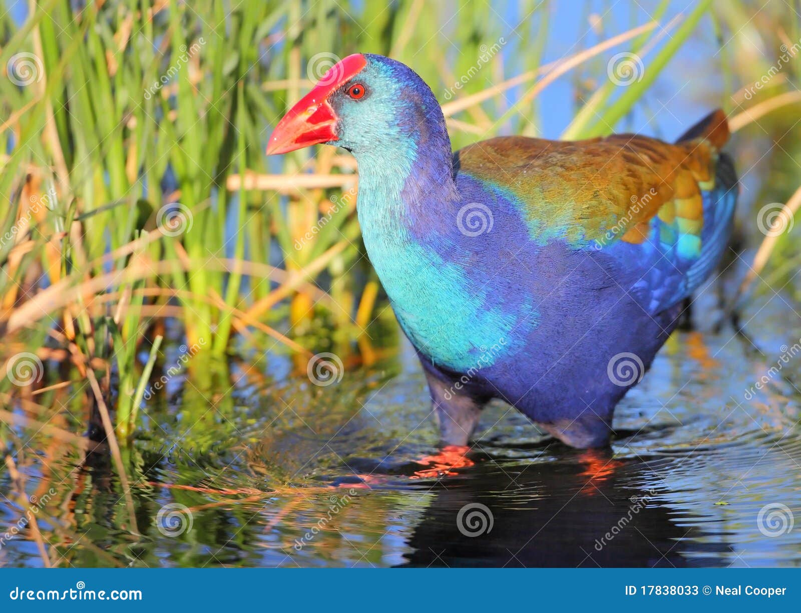 African Swamphen Stock Photos - Image: 17838033