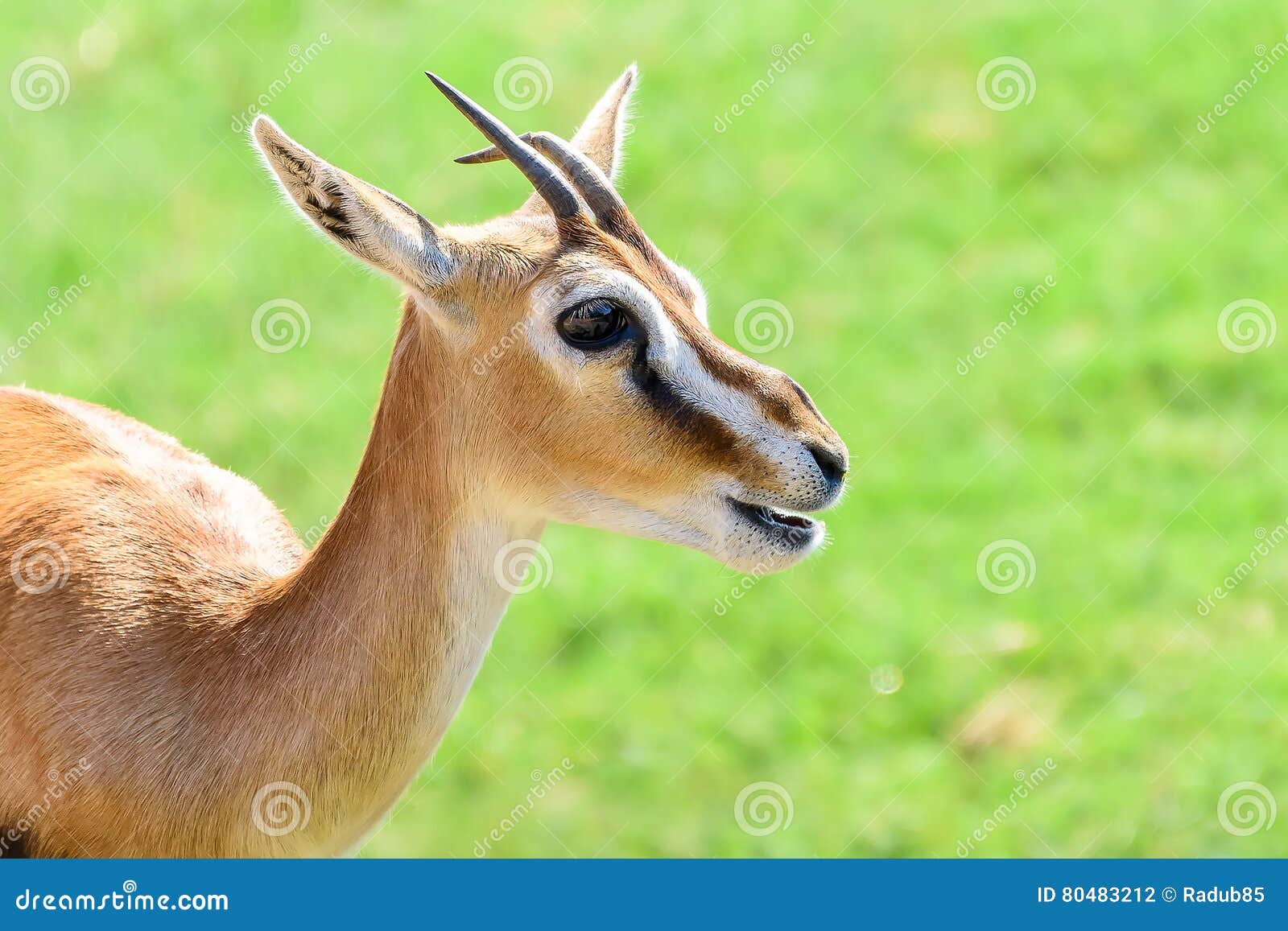 African Thomson`s Gazelle stock photo. Image of nature - 80483212