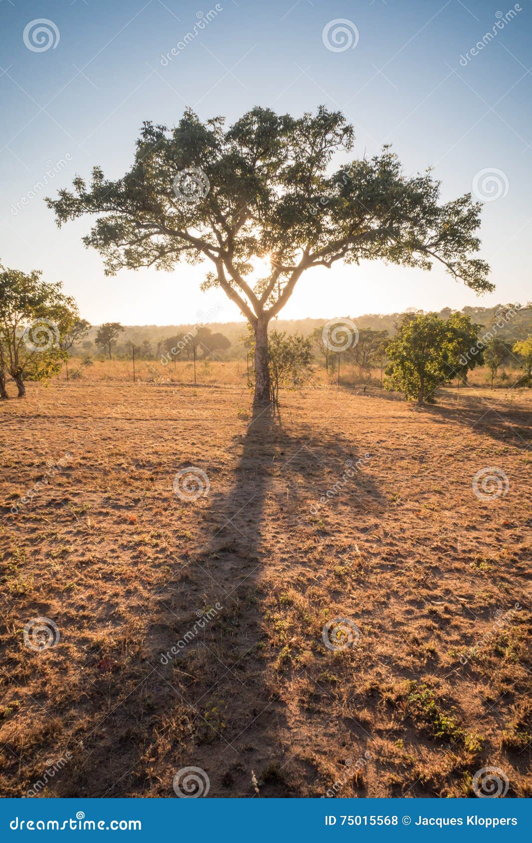 African Thorn Tree Silhouetted by the Sunrise Stock Photo - Image of ...