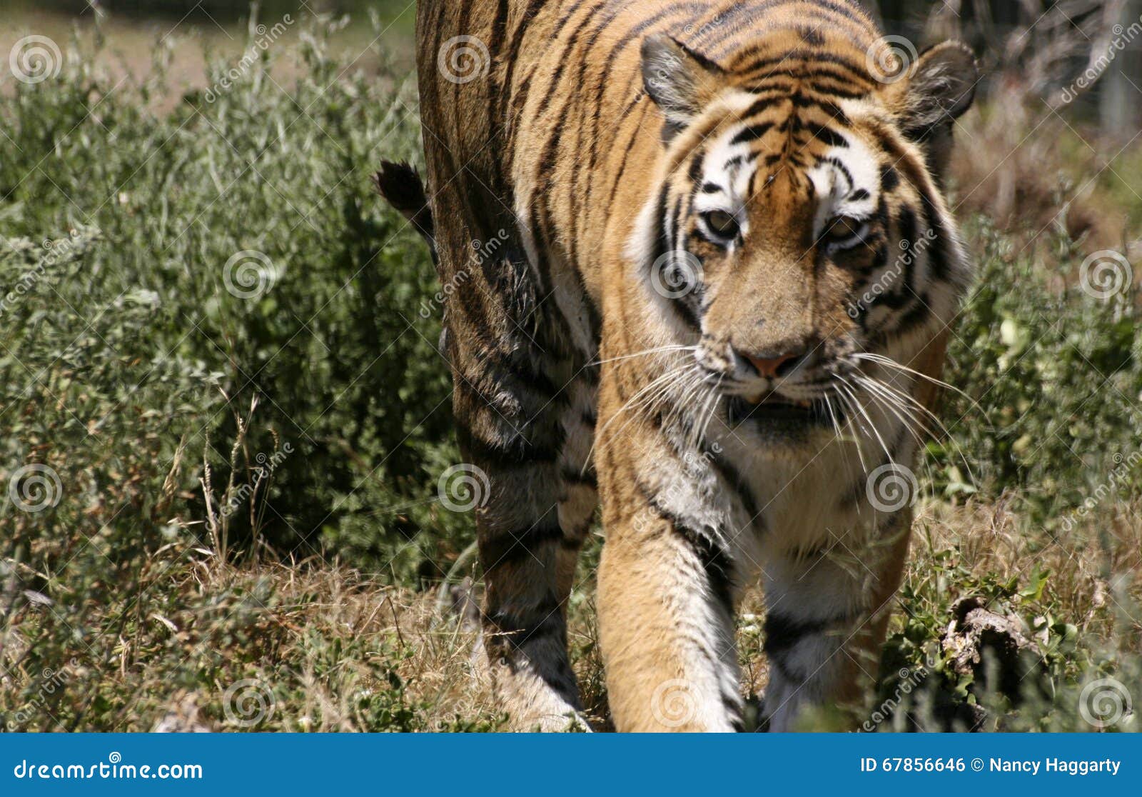 African Tiger Walking in Bush Stock Photo - Image of travel, horizontal ...