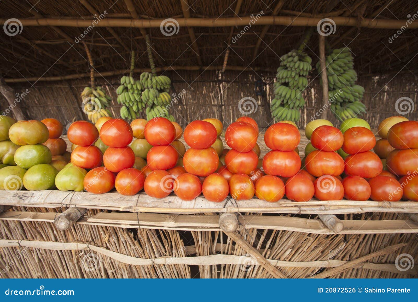 African tomatoes stock photo. Image of green, vegetable - 20872526