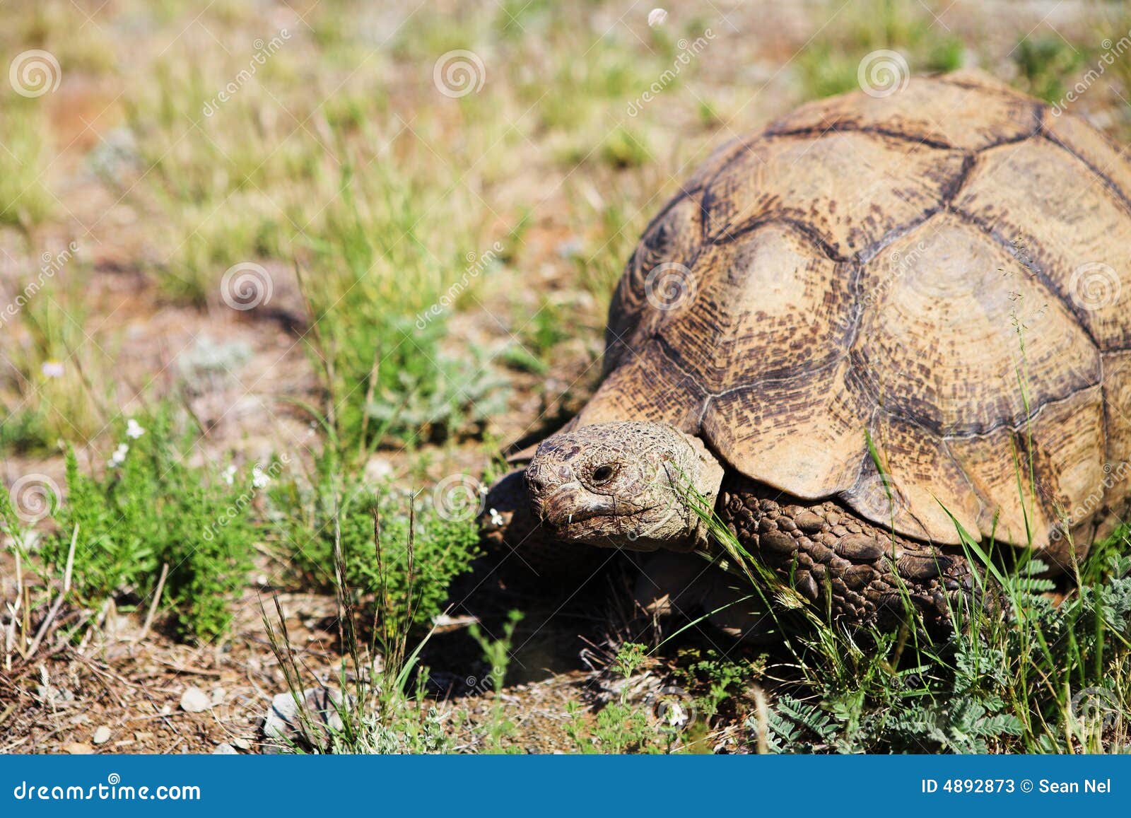 African Tortoise stock image. Image of animal, africa - 4892873