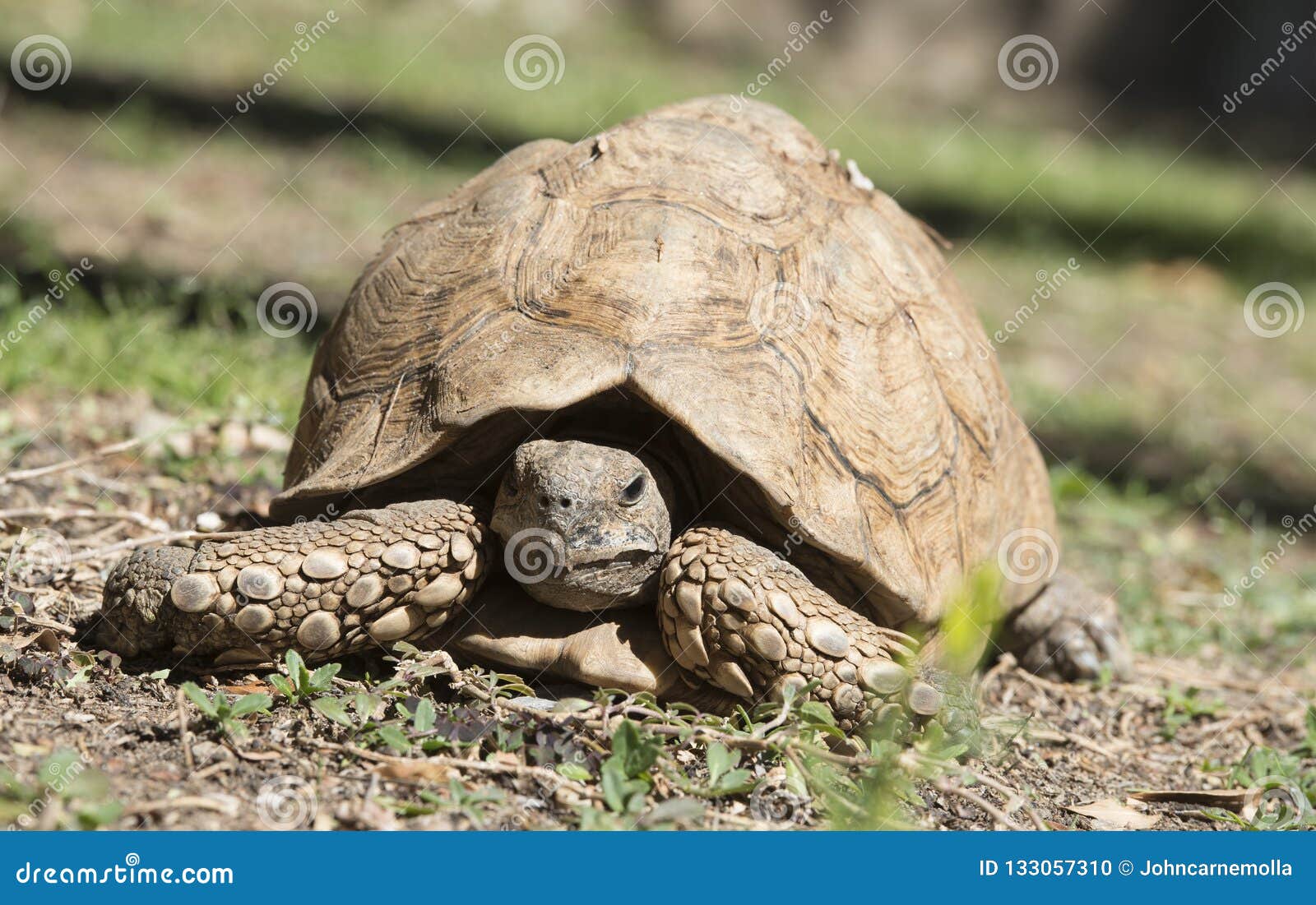 African Tortoise in Namibia Stock Photo - Image of tortoise, animals ...