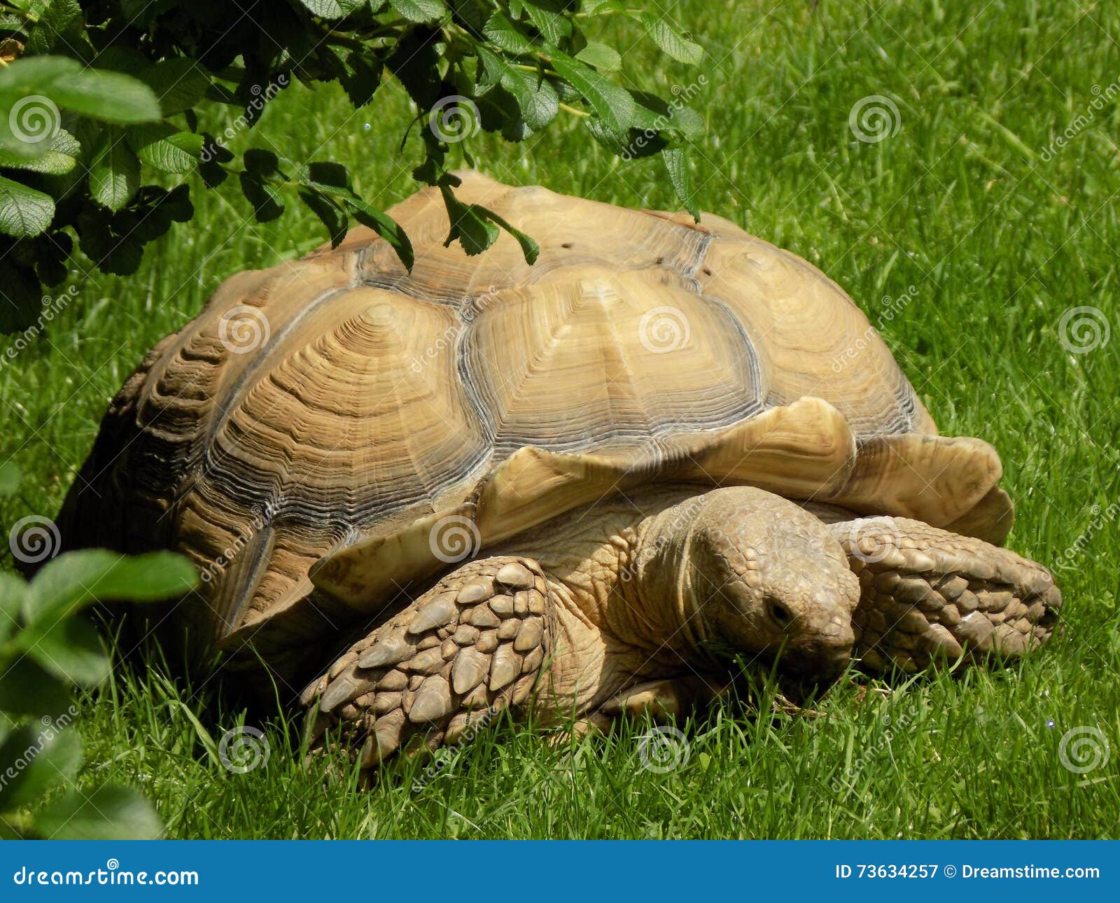 African tortoise stock image. Image of finding, forest - 73634257