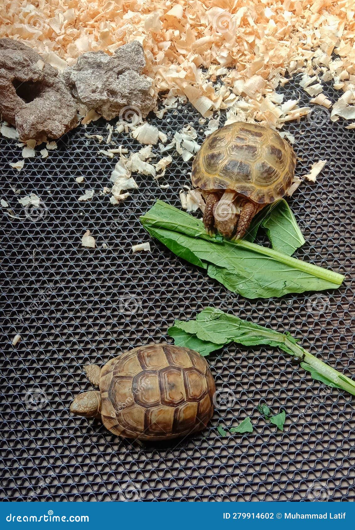 African Tortoise Testudo Graeca and Russian Tortoise Stock Photo ...
