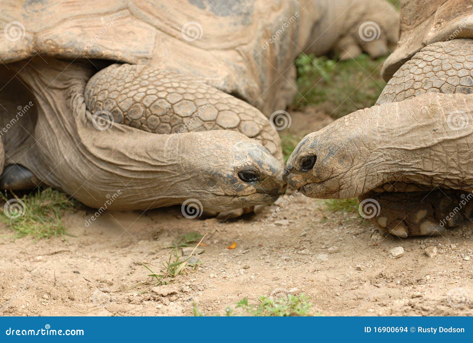 African Tortoises stock photo. Image of affection, herpetology - 16900694