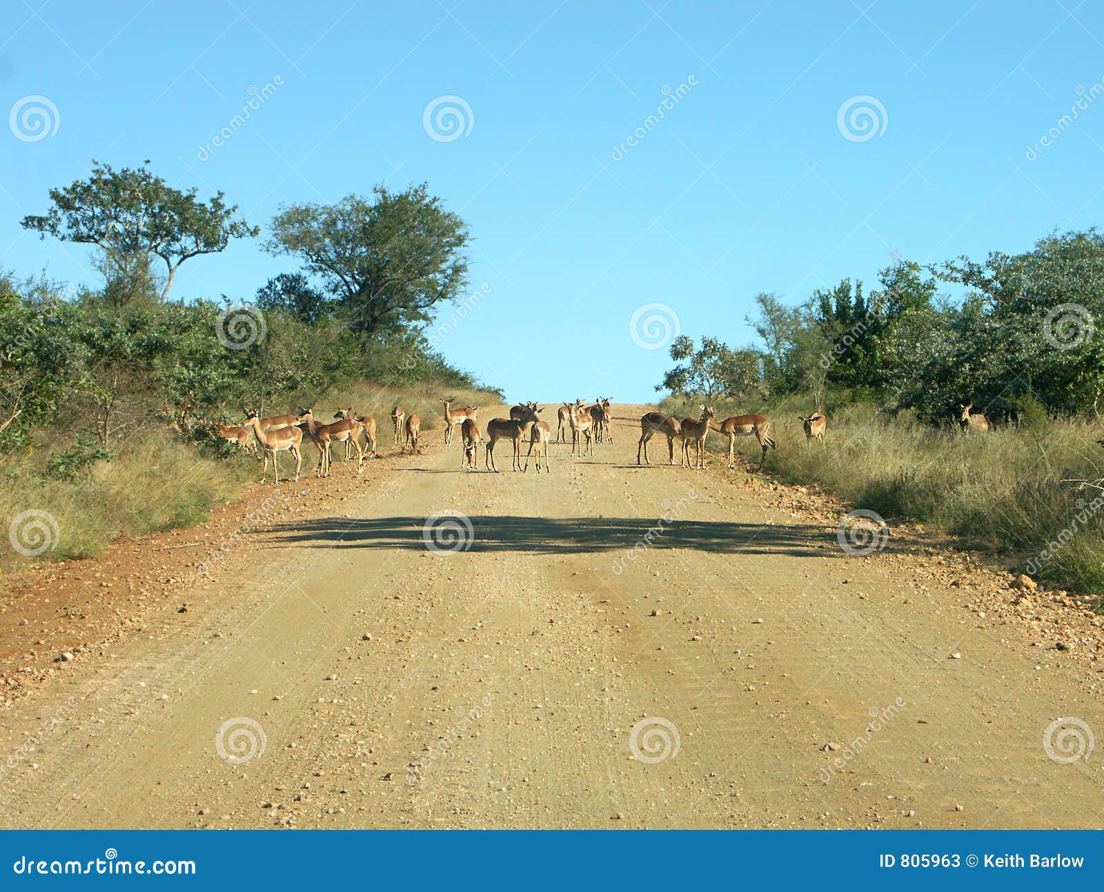 African traffic jam stock image. Image of dust, dirt, traffic - 805963