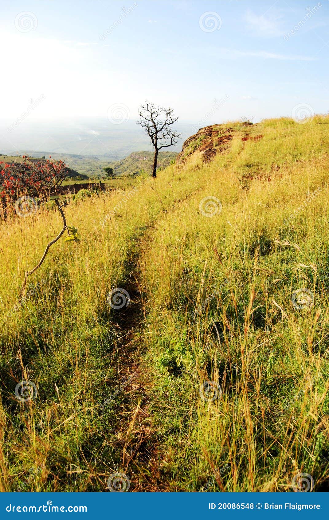 African Trail stock photo. Image of elgon, coffee, africa - 20086548