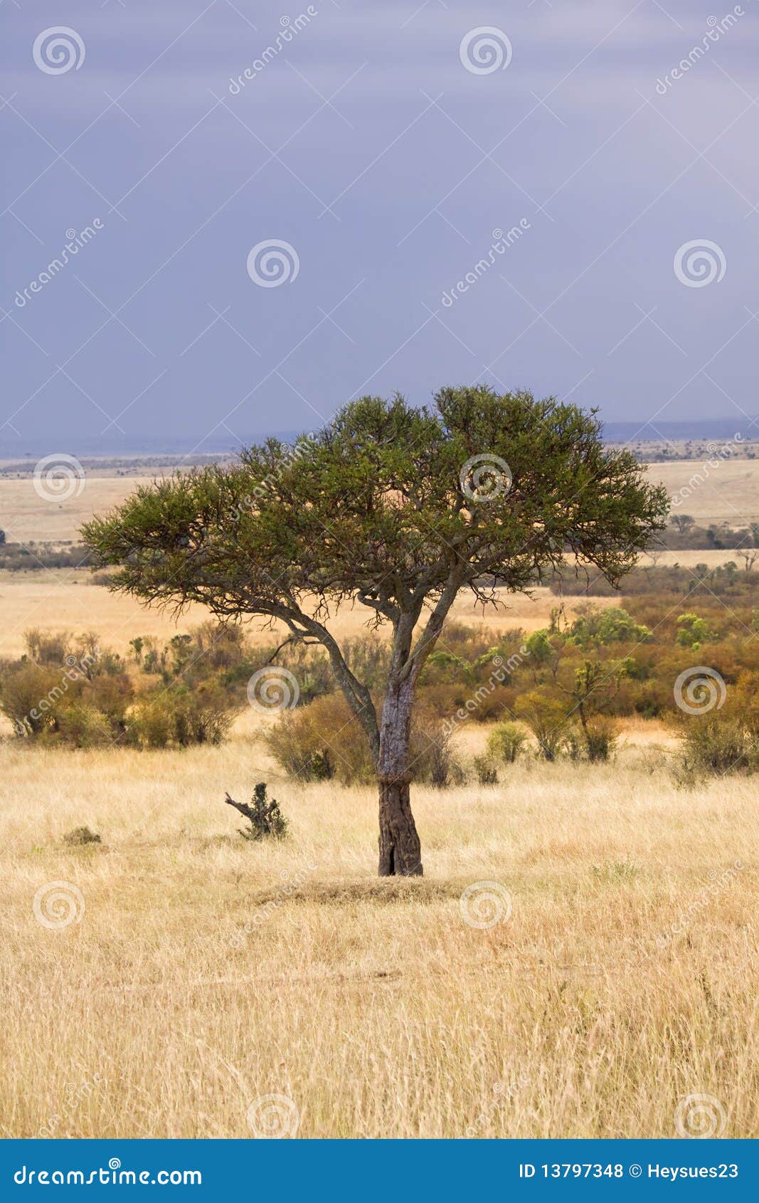 African tree stock photo. Image of beautiful, outdoors - 13797348