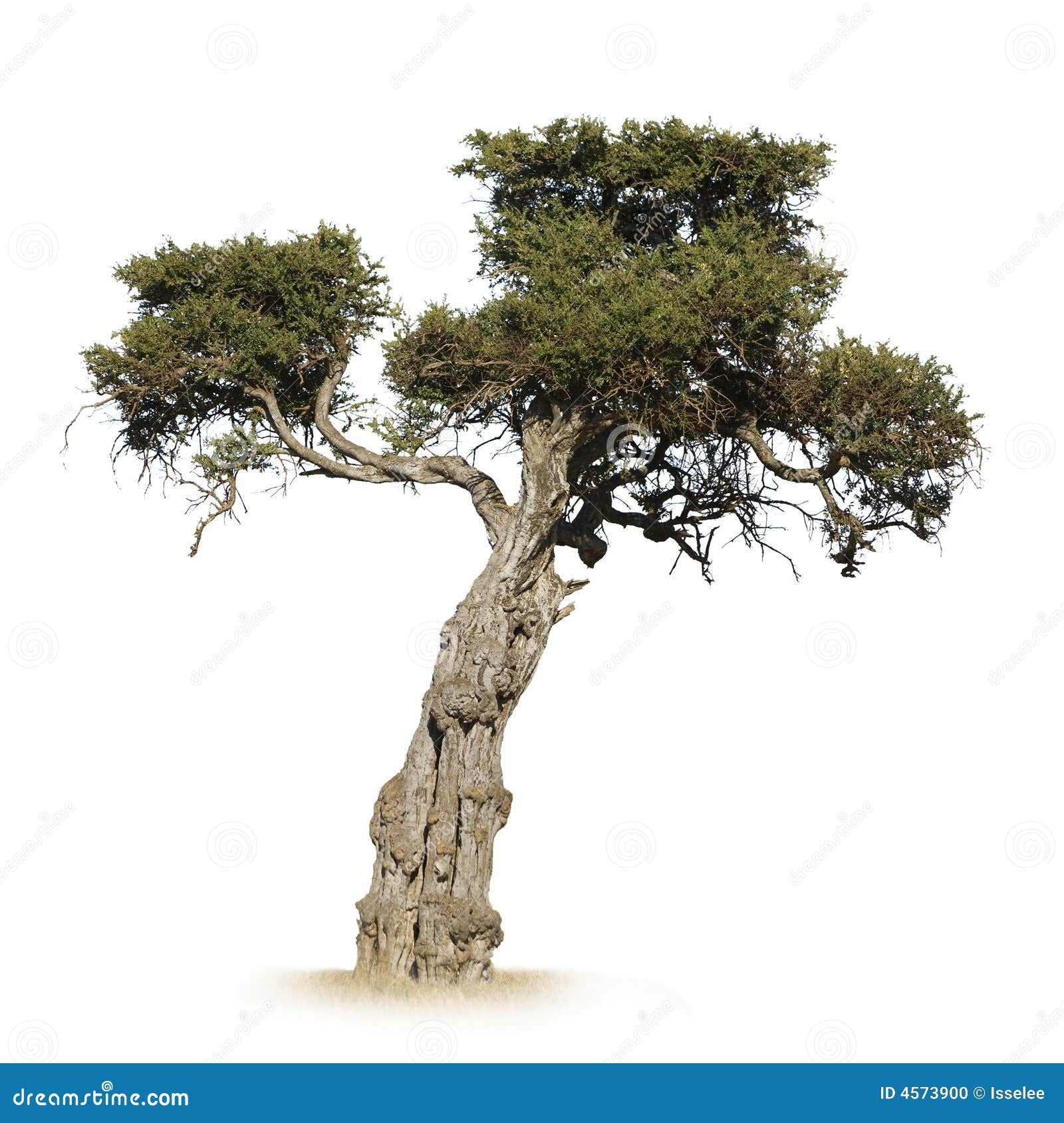 African Tree stock photo. Image of leaf, plant, africa - 4573900