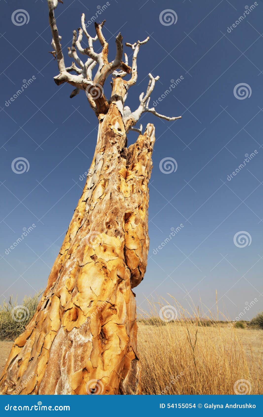 African tree stock photo. Image of southern, tree, scenic - 54155054
