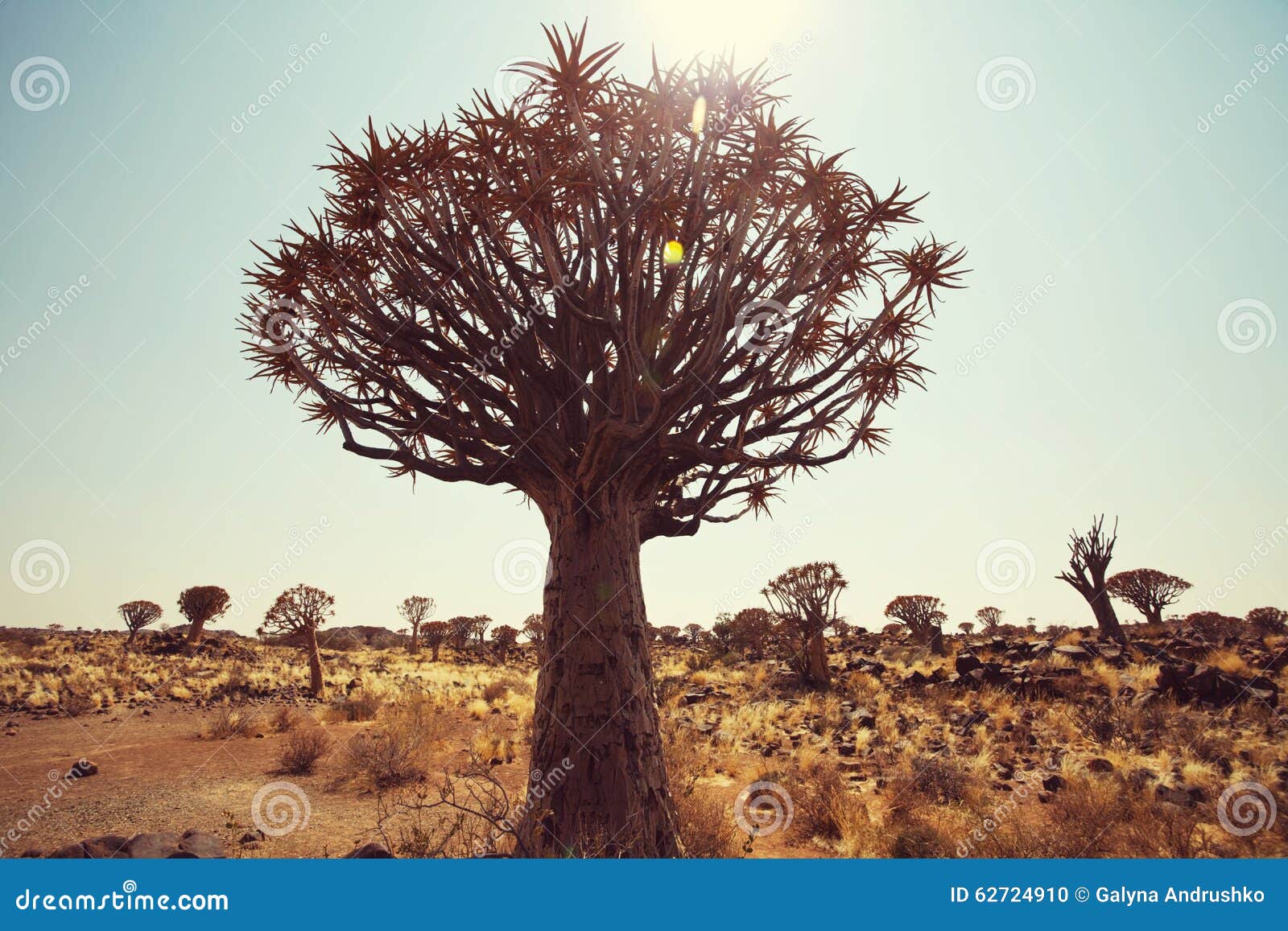 African tree stock photo. Image of landscape, scenery - 62724910