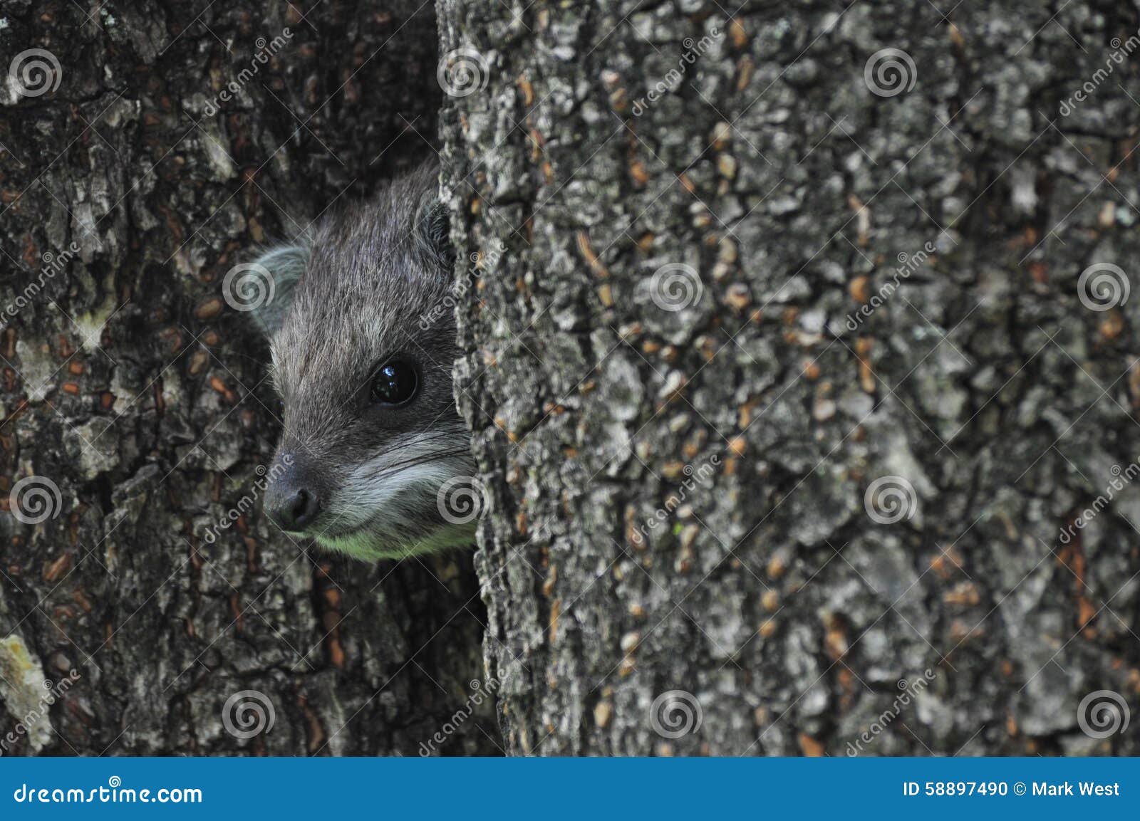 African Tree Dassie (rock Rabbit) Stock Photo - Image of camouflaged ...