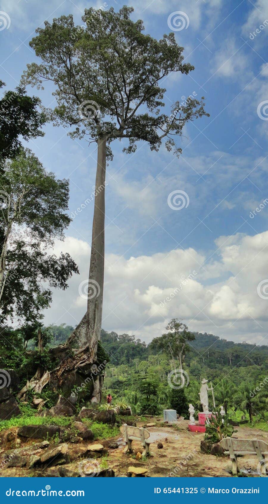 An African Tree in the Forest Stock Image - Image of africa, travel ...