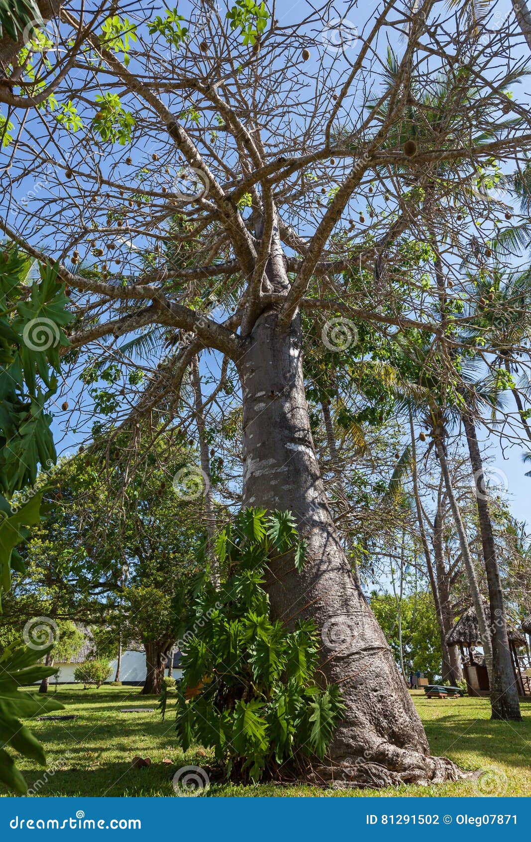 African tree. stock photo. Image of landscape, massive - 81291502