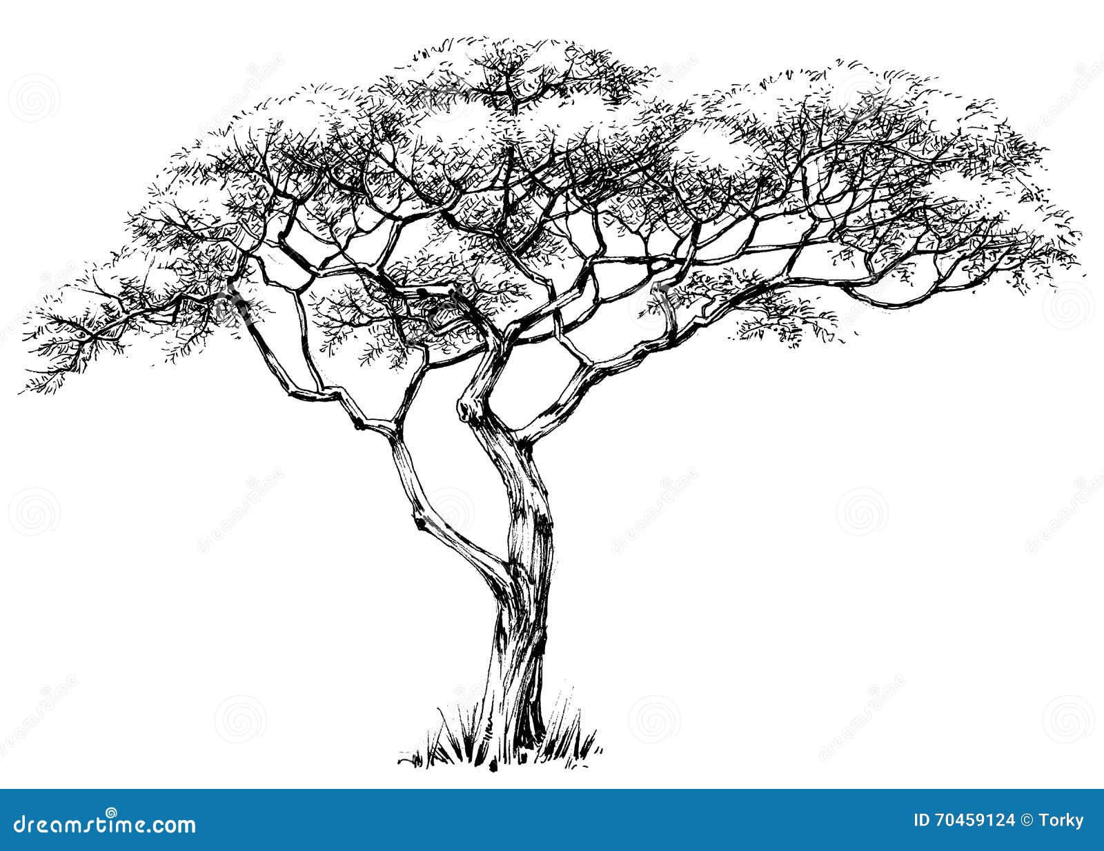 Marula Set. African Fruits Cartoon Vector | CartoonDealer.com #270964491