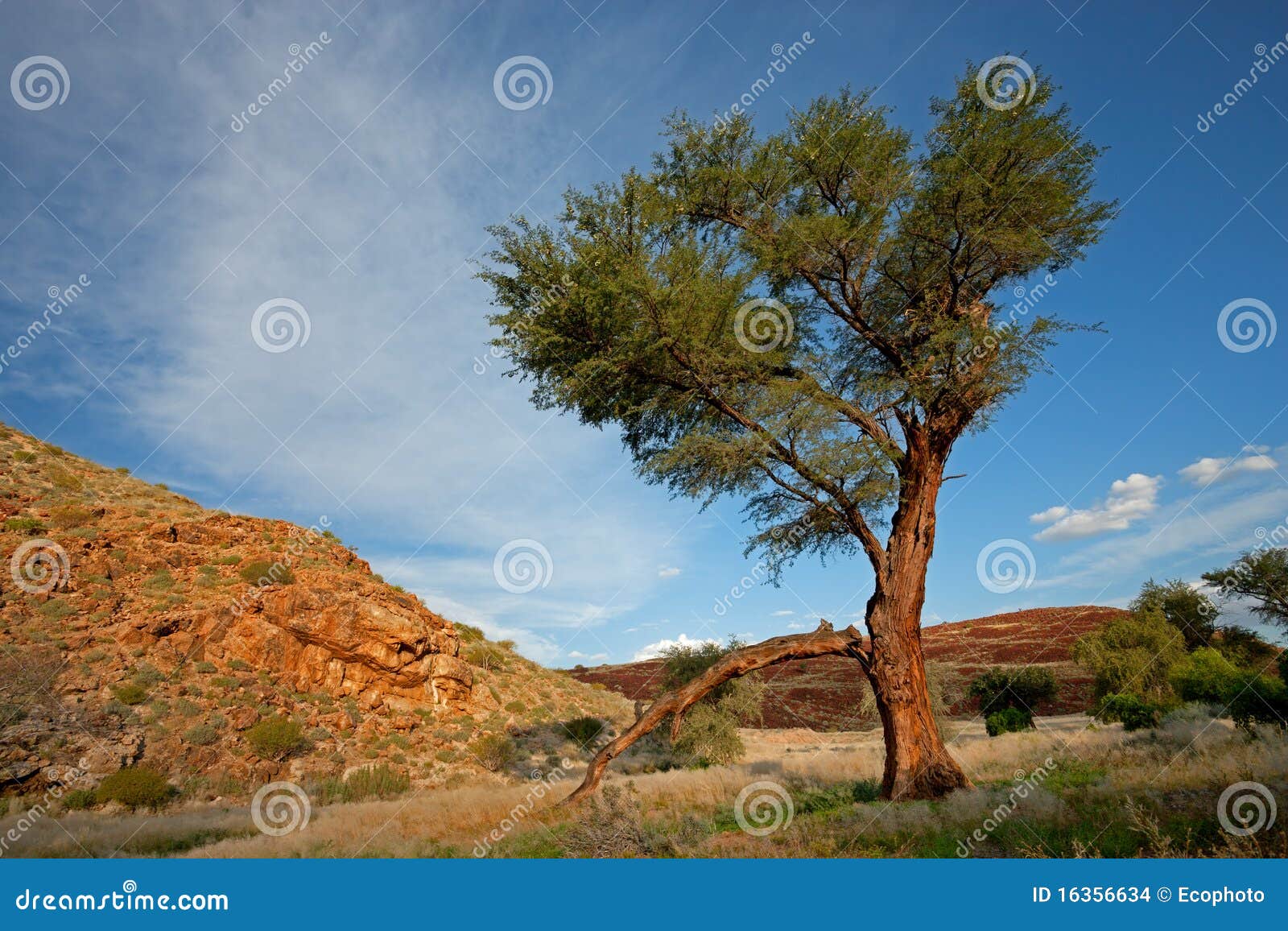 African Tree Landscape, Namibia Stock Photo - Image of scenery ...