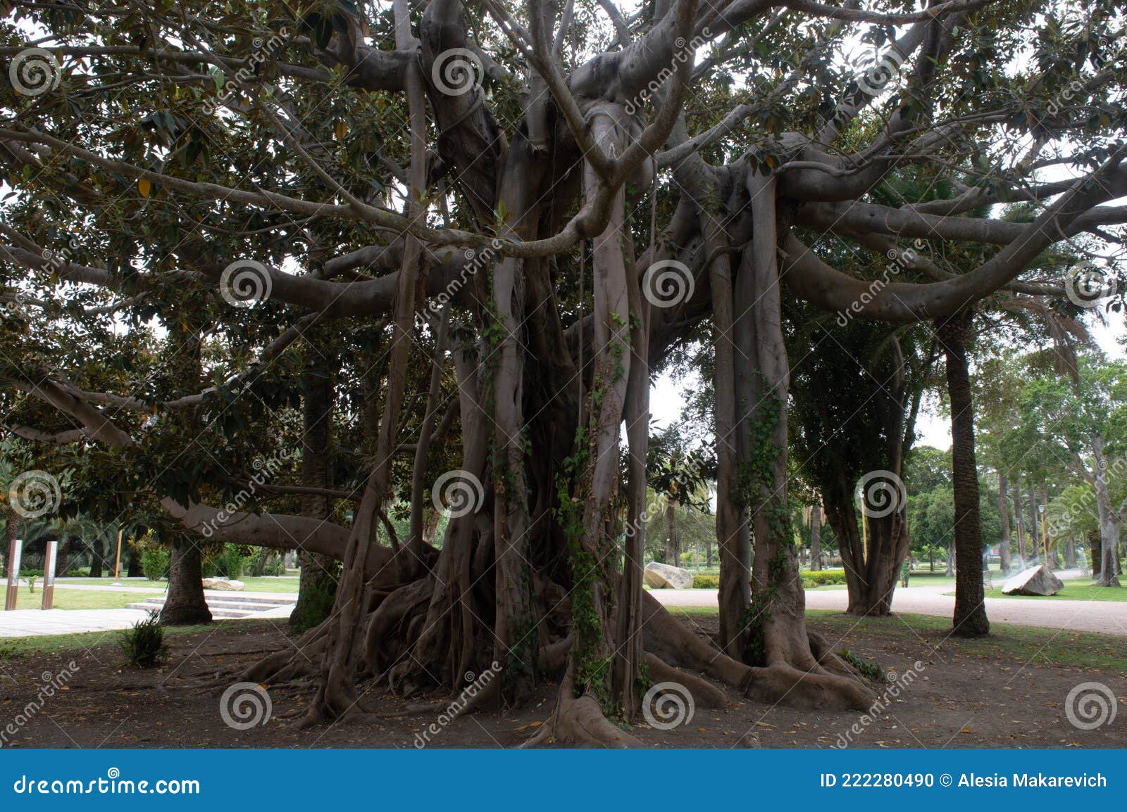 The African Tree is Old with Roots Stock Photo - Image of brown ...