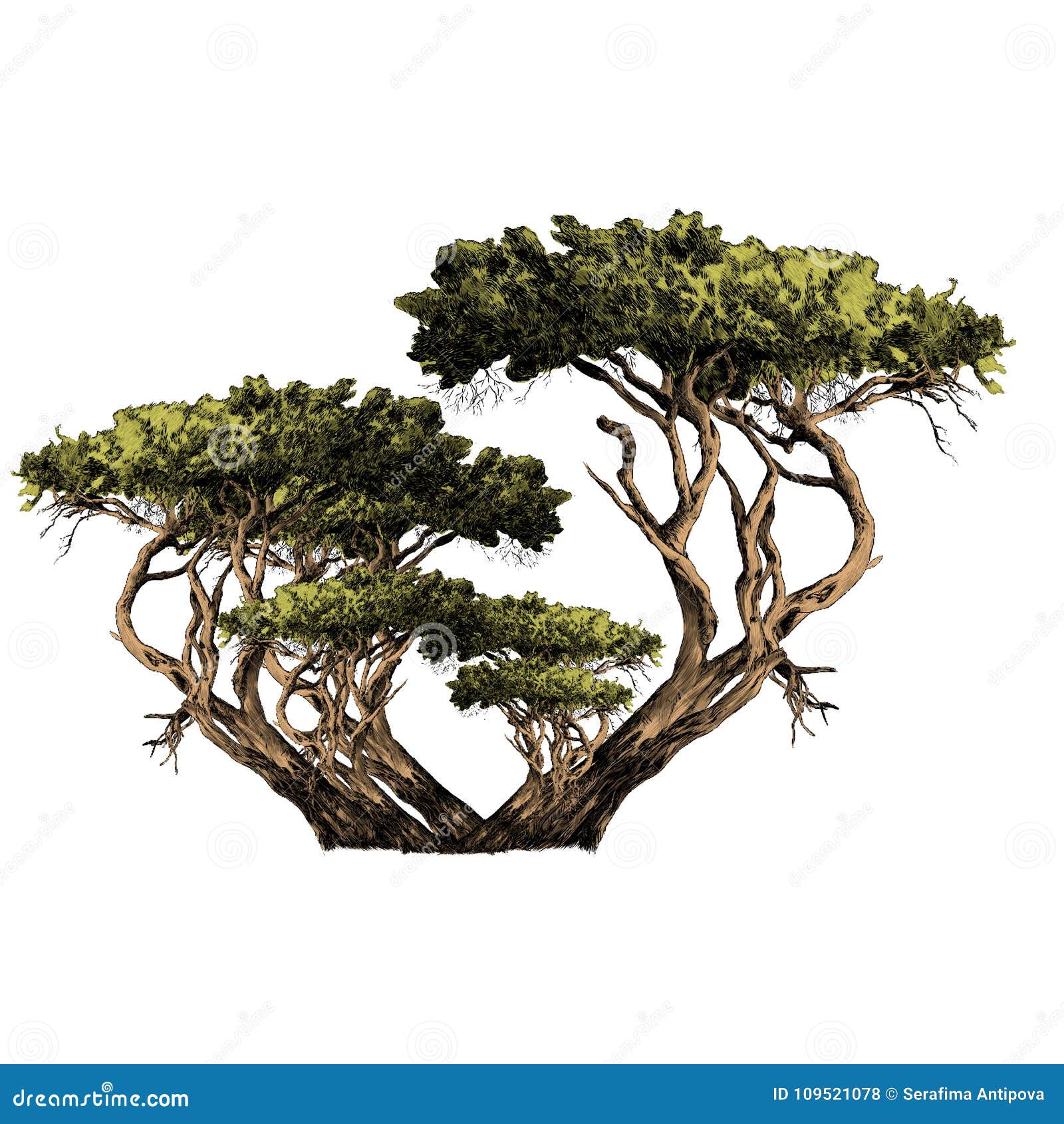African Tree Icon, Acacia Tree Silhouette, Vector Isolated ...
