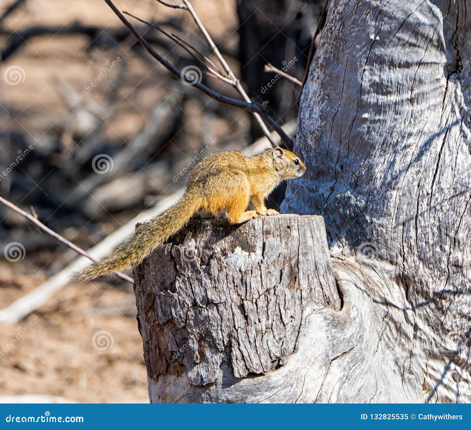 African Tree Squirrel stock image. Image of cepapi, animals - 132825535