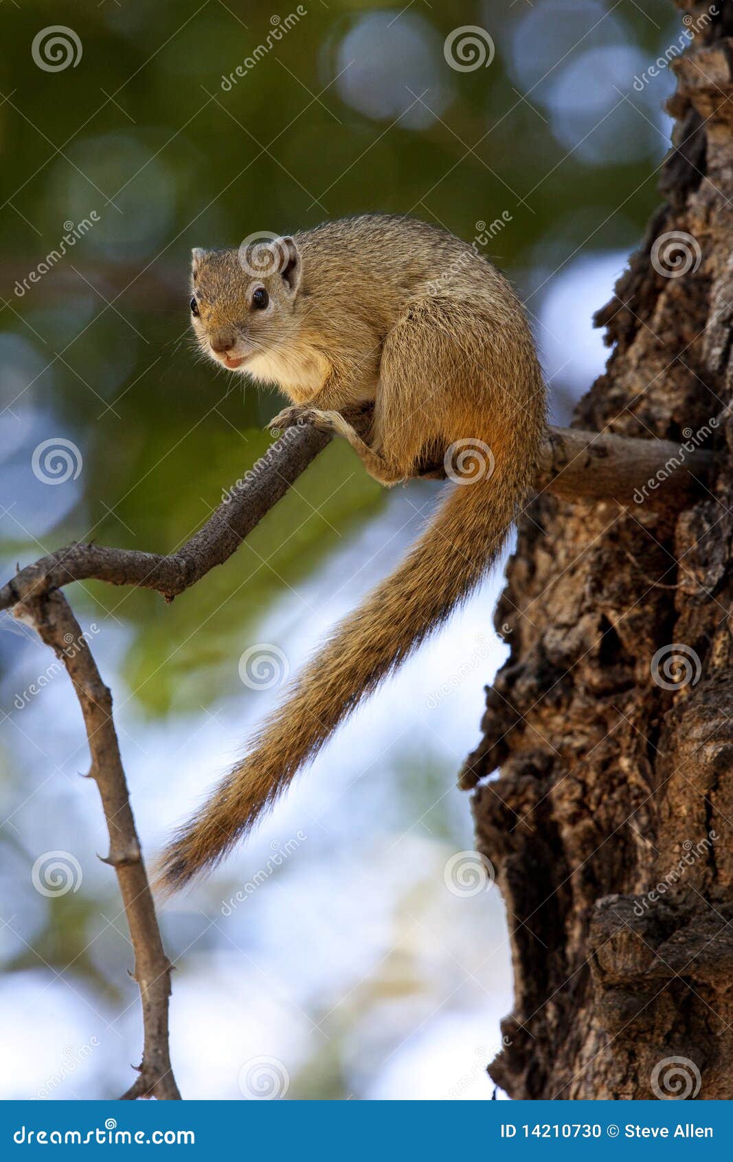 African Tree Squirrel - Botswana Stock Photo - Image of cepapi ...