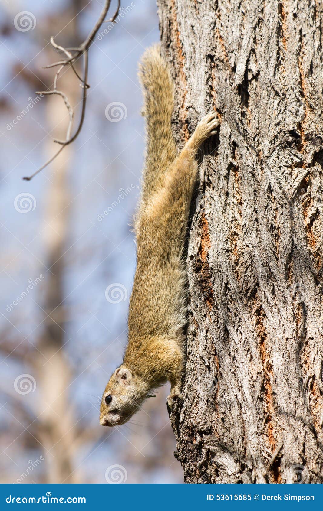 African tree squirrel stock image. Image of little, squirrel - 53615685