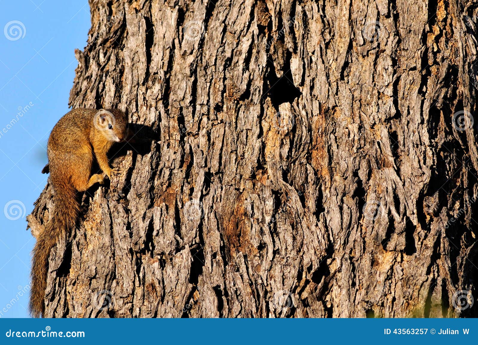 African Tree Squirrel stock image. Image of saimiri, creature - 43563257