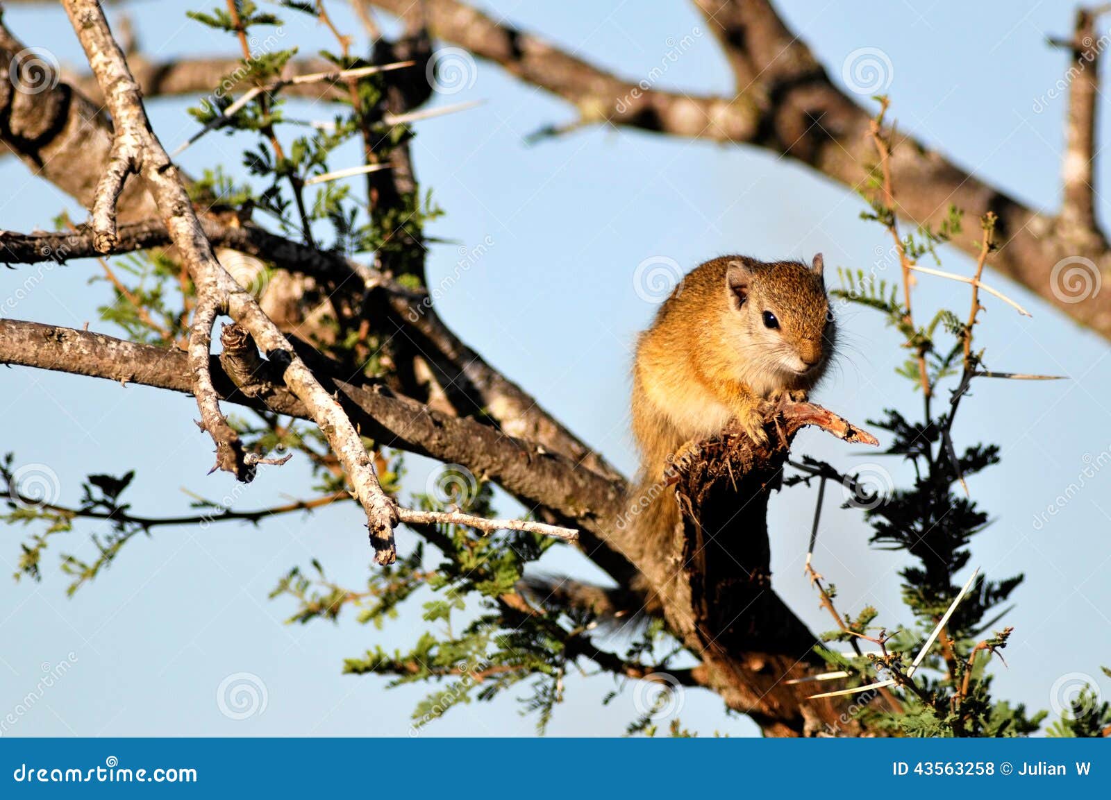 African Tree Squirrel stock photo. Image of creature - 43563258