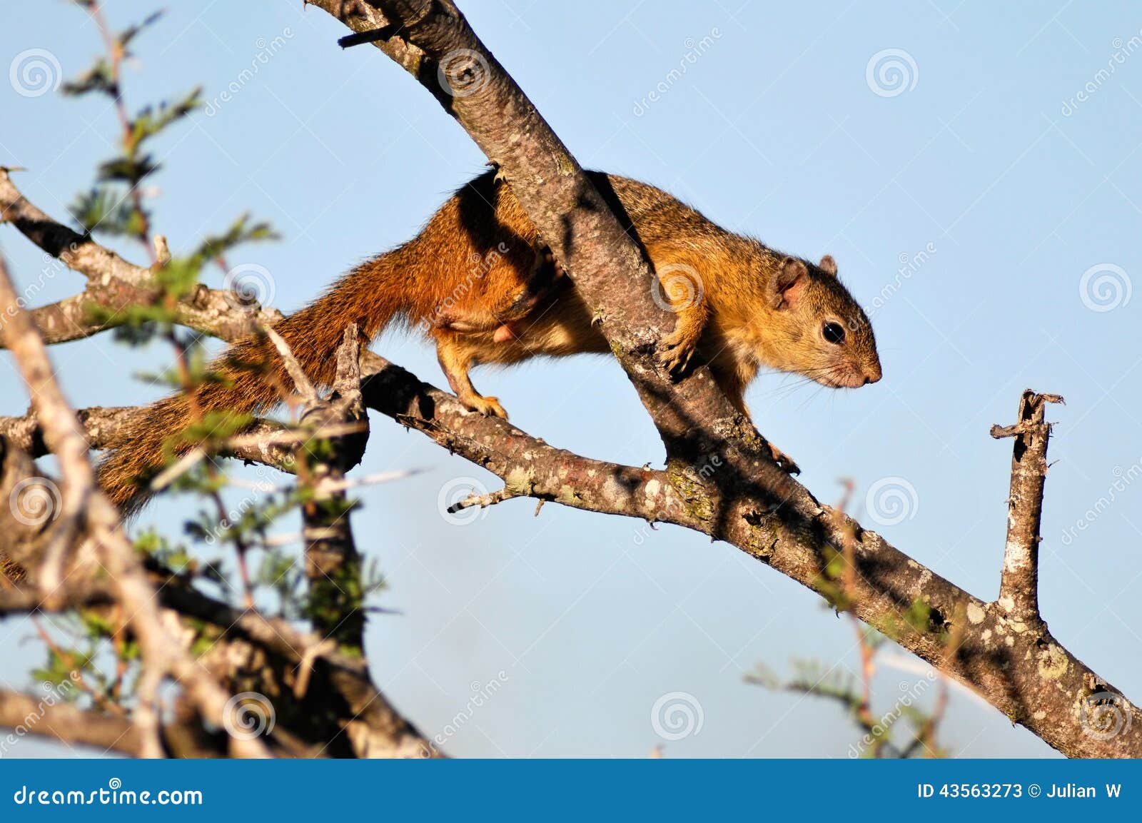 African Tree Squirrel stock image. Image of african, mammal - 43563273