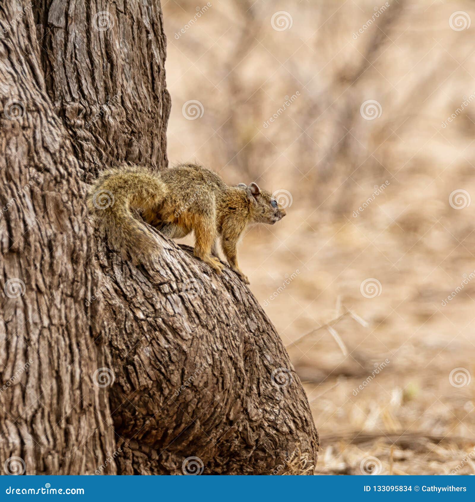 African Tree Squirrel stock photo. Image of smith, hairy - 133095834