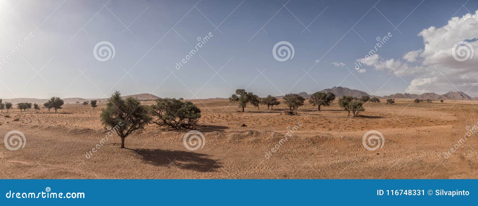 African Trees in Namibia Desert with Mountains. Stock Image - Image of ...