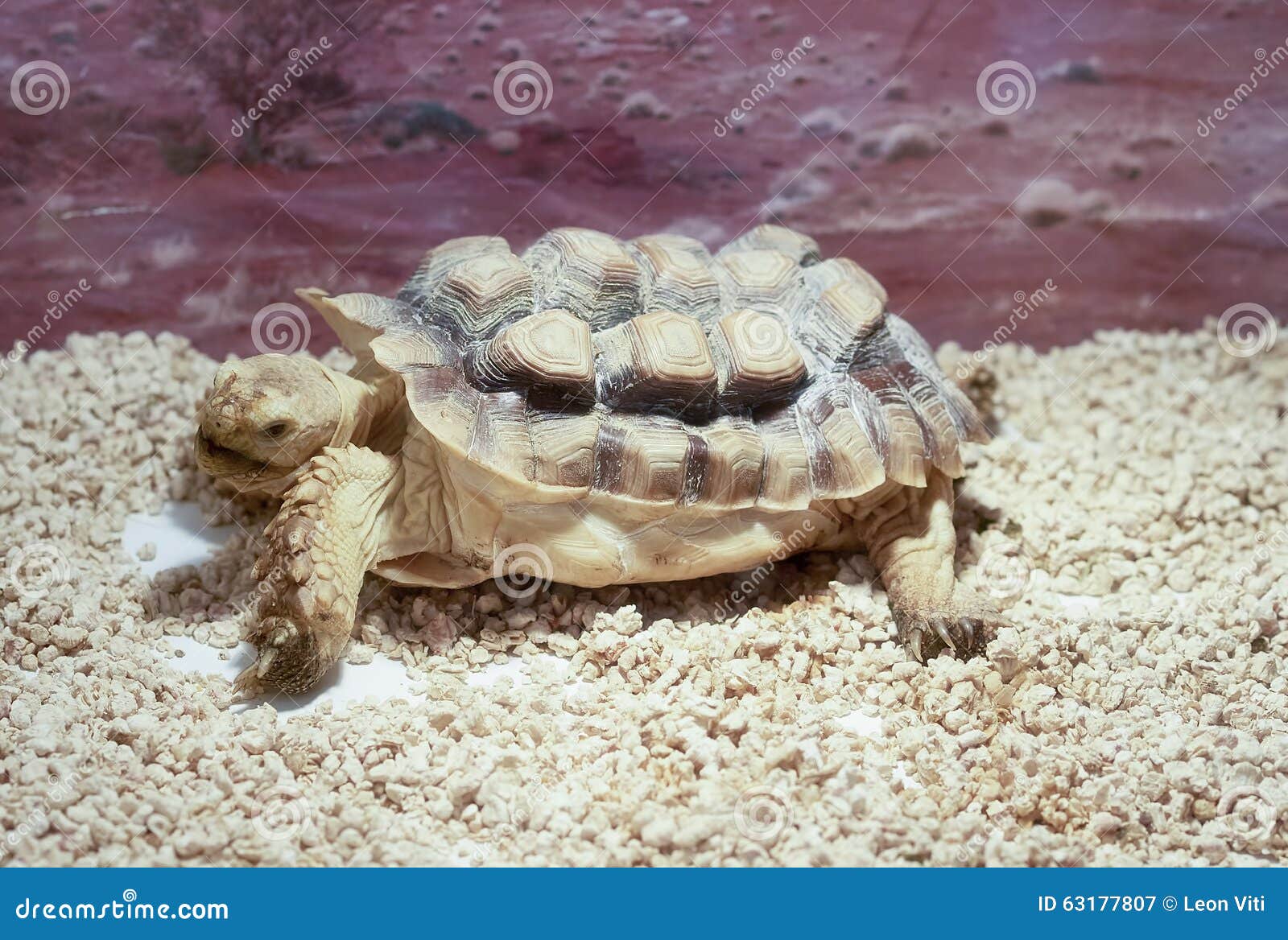 African Turtle Royalty-Free Stock Photo | CartoonDealer.com #42134829