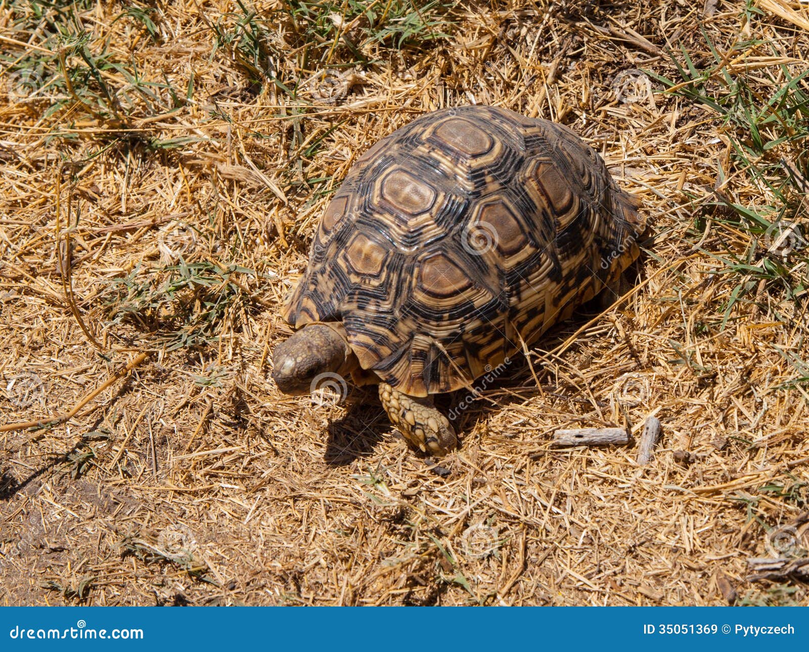 African turtle stock image. Image of lazy, savanna, shield - 35051369