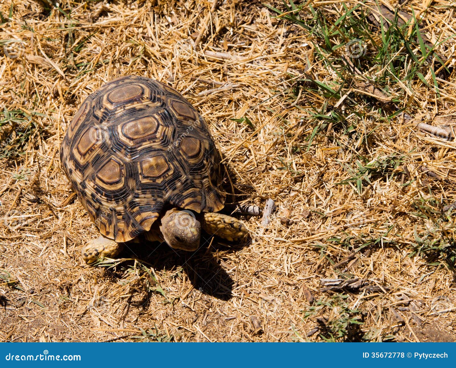 African Turtle Royalty-Free Stock Photo | CartoonDealer.com #42134829