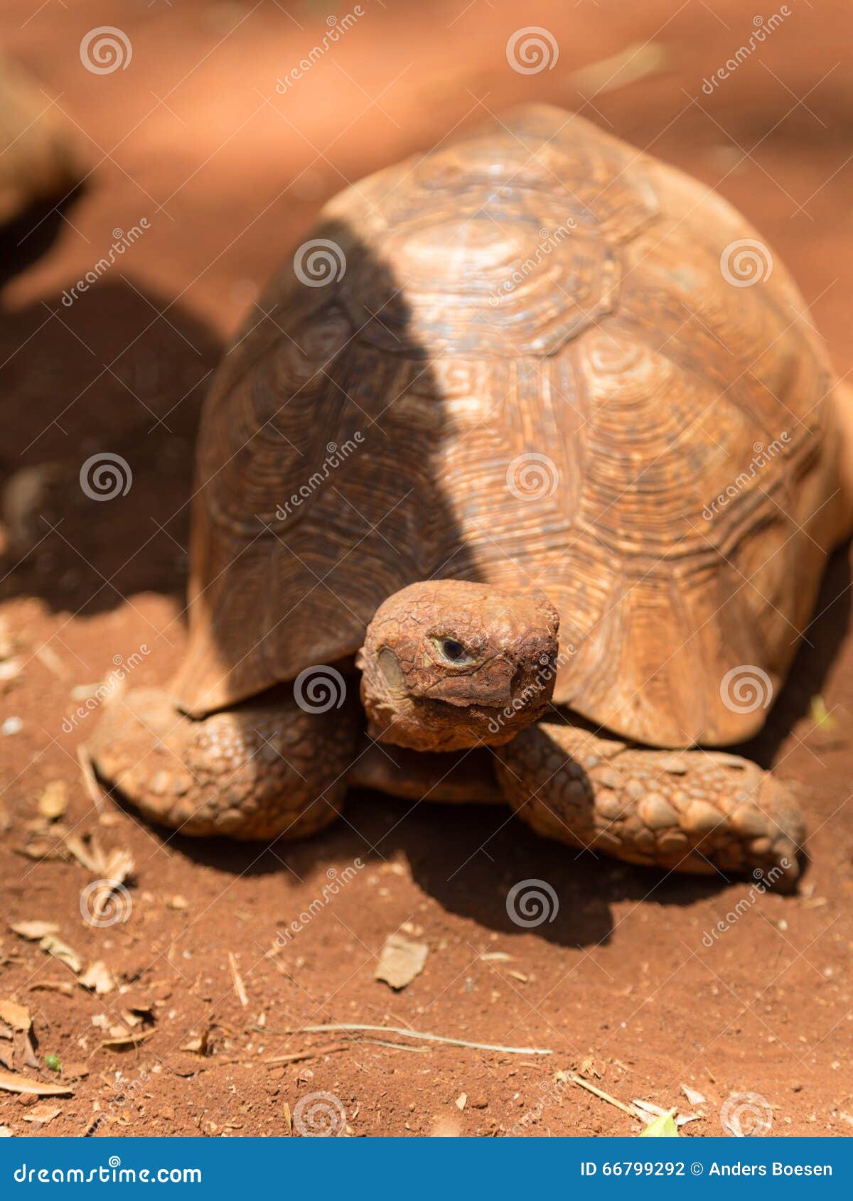 African Turtle Royalty-Free Stock Photo | CartoonDealer.com #42134829