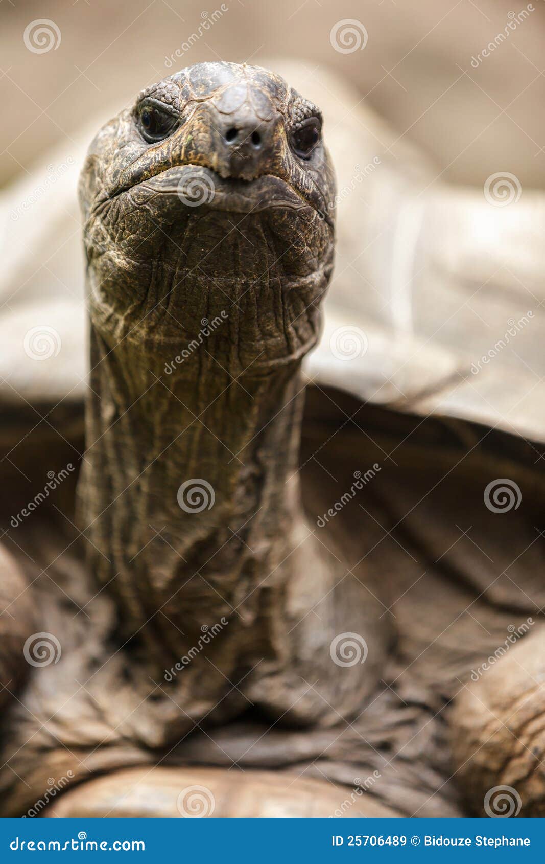 African turtle portrait stock image. Image of spurred - 25706489