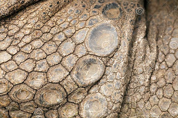 African turtle skin stock image. Image of wildlife, textured - 25706495