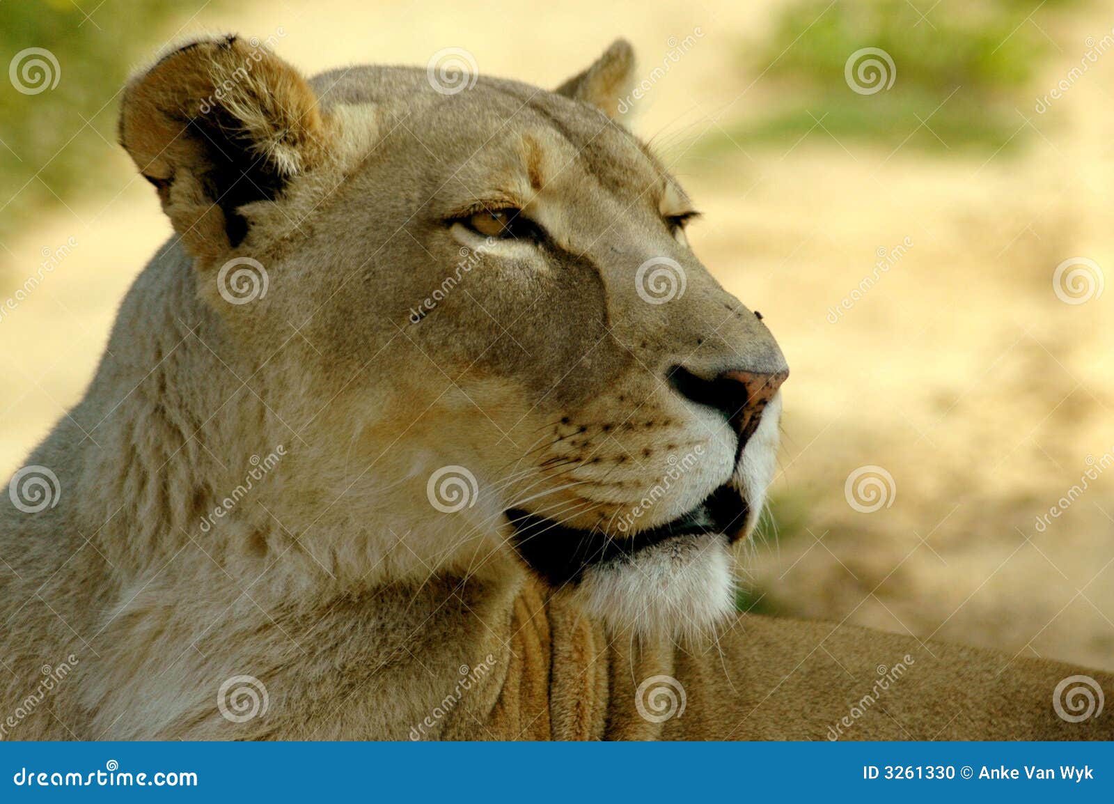 155 African Lion Face Side View Stock Photos - Free & Royalty-Free ...