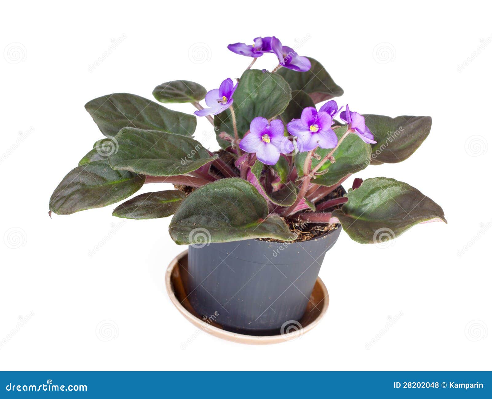 African viola in the pot stock photo. Image of botany - 28202048