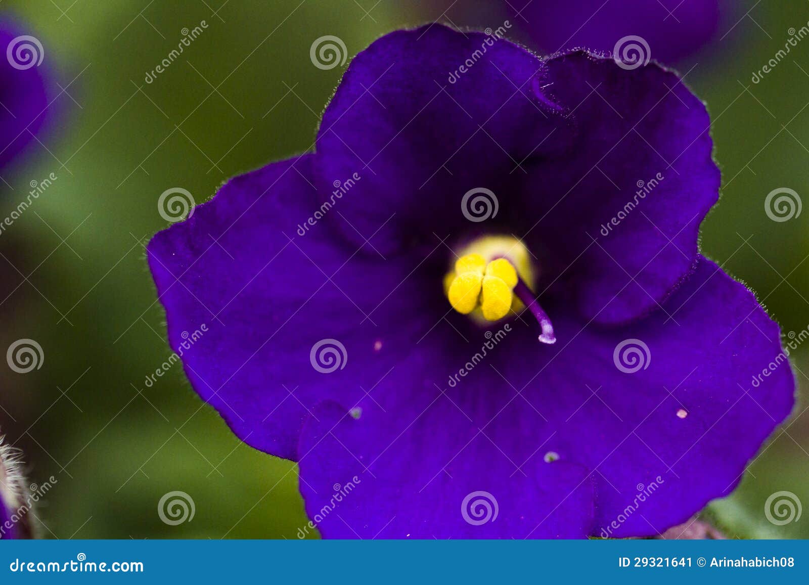 African violet stock image. Image of small, saintpaulia - 29321641