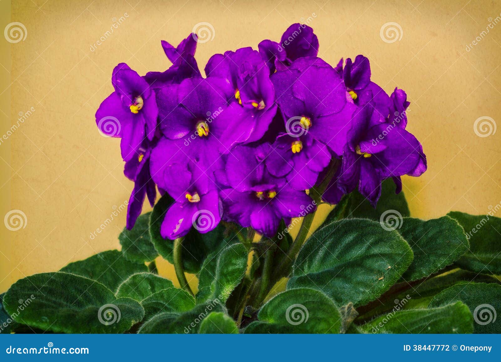 African Violet stock photo. Image of houseplant, color - 38447772