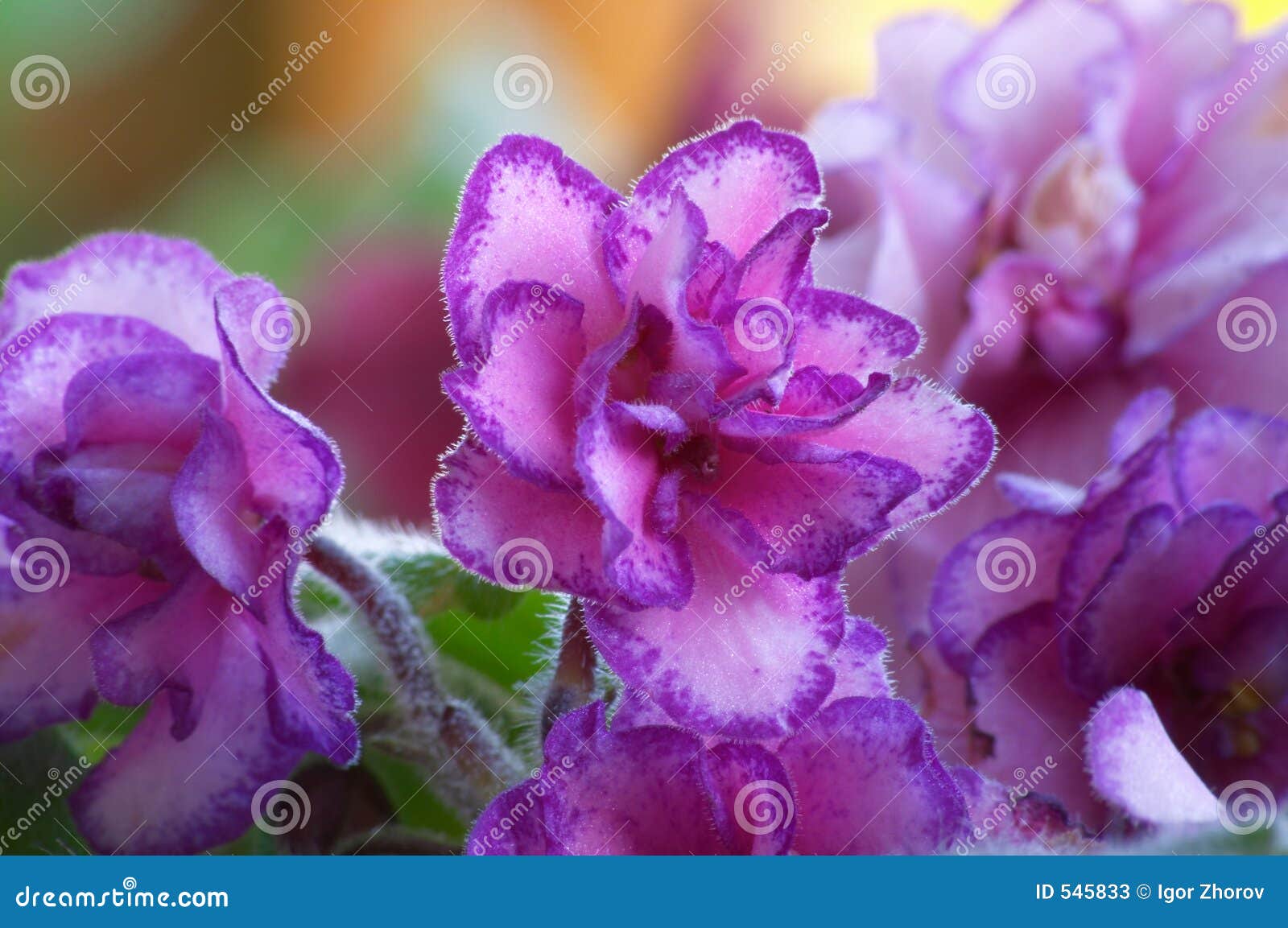 African Violet stock image. Image of violet, garden, petal - 545833