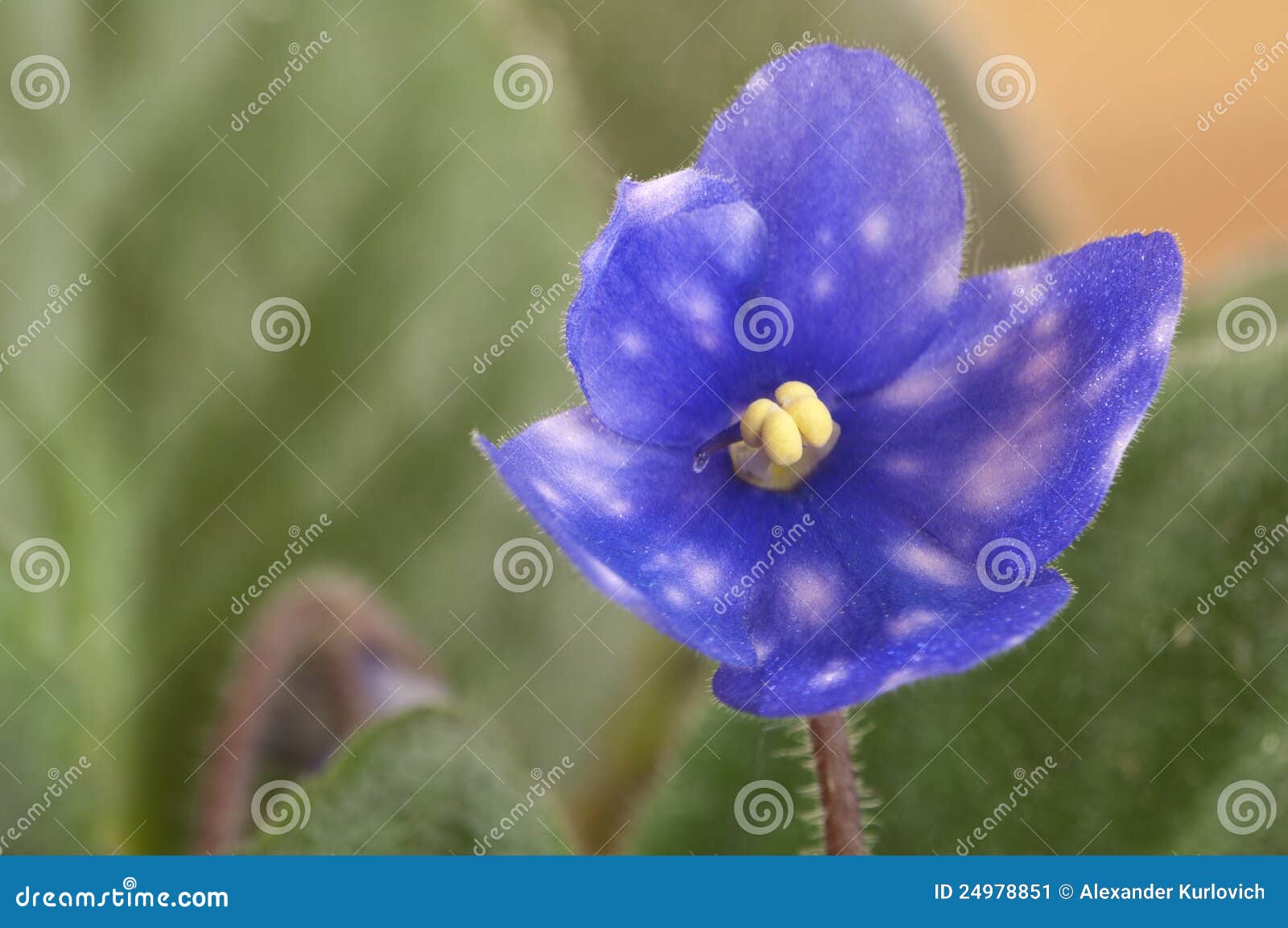 African violet close-up stock image. Image of pink, leaves - 24978851