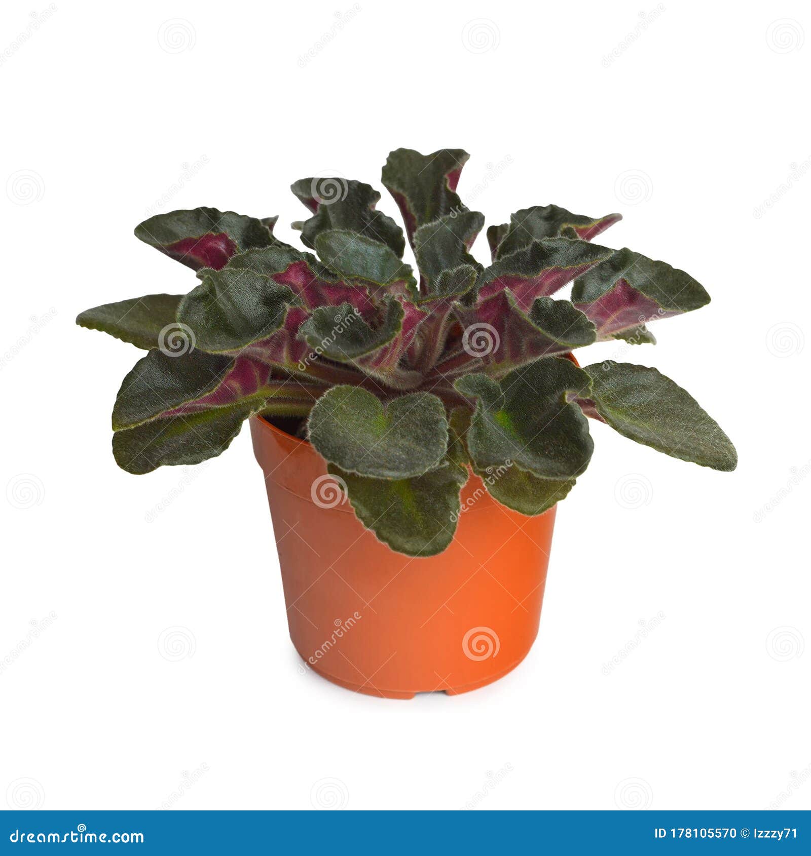 African Violet in Flower Pot Isolated on White Stock Photo - Image of ...