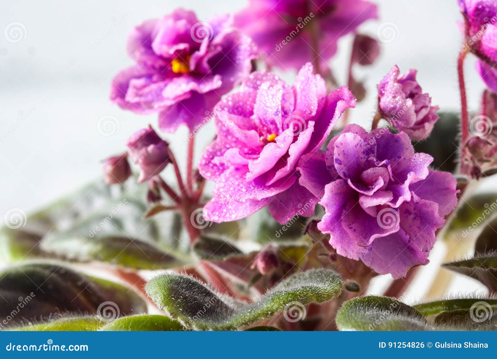 African Violet in Flower Pot, Isolated on White. Stock Photo - Image of ...