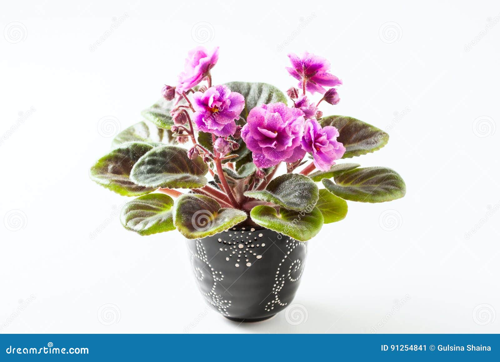 African Violet in Flower Pot, Isolated on White. Stock Image - Image of ...