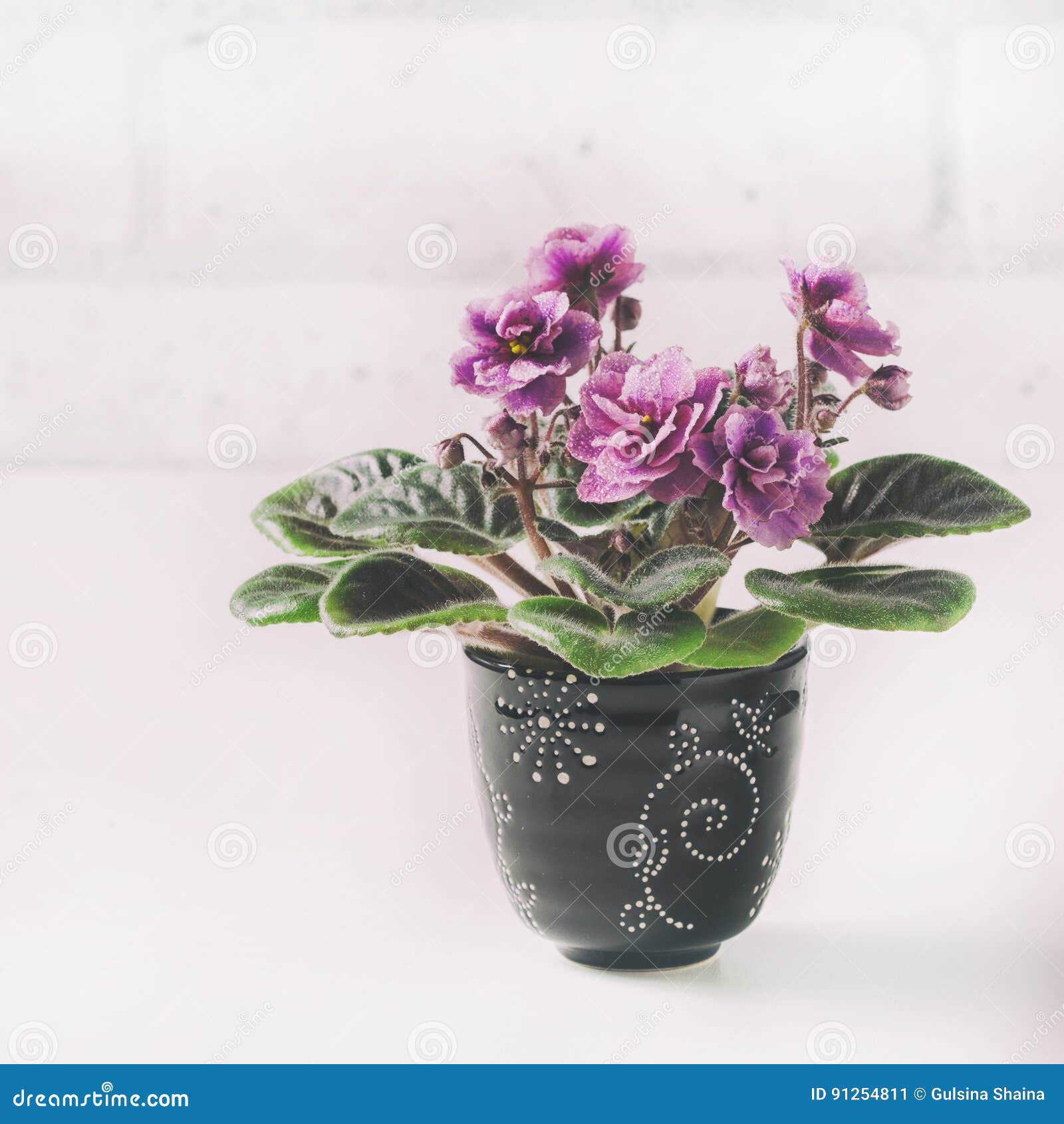 African Violet in Flower Pot, on White. Stock Image - Image of gift ...